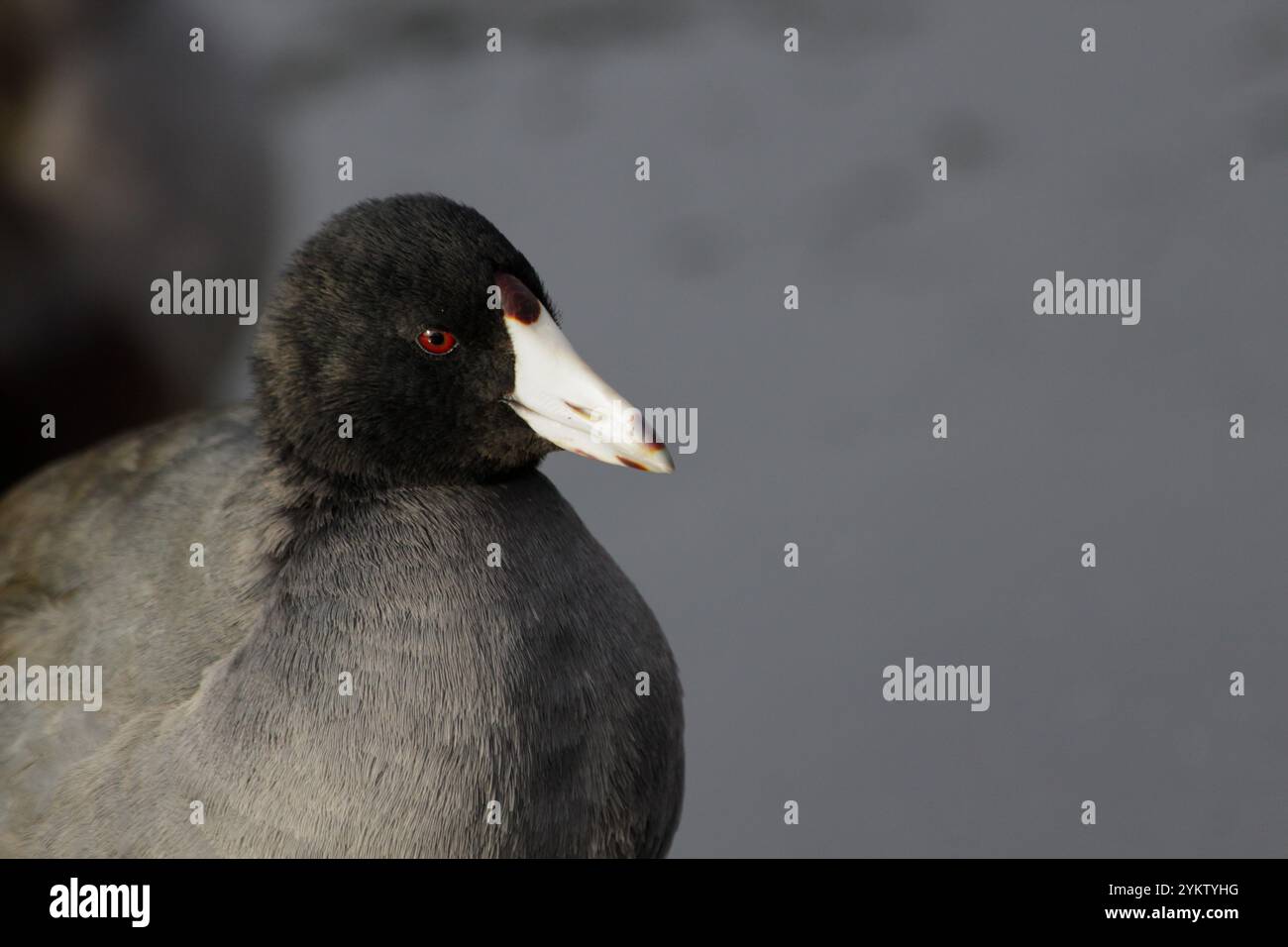 Profile of duck hi-res stock photography and images - Alamy