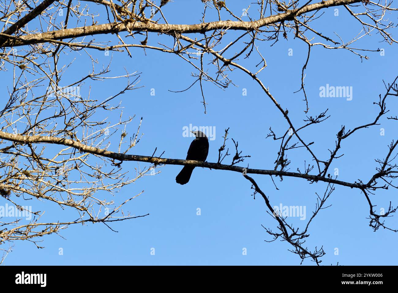 A perching crow on a tree branch looks to the left of the frame Stock ...