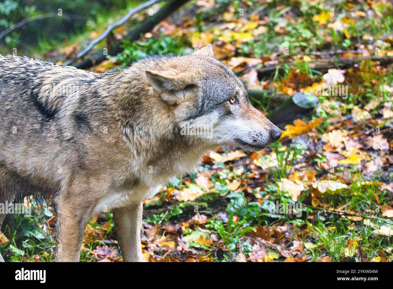 Individual animal hi-res stock photography and images - Alamy