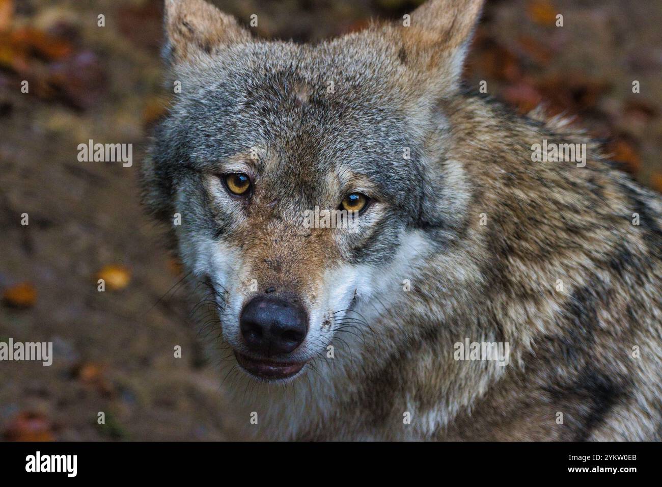 Individual animal hi-res stock photography and images - Alamy