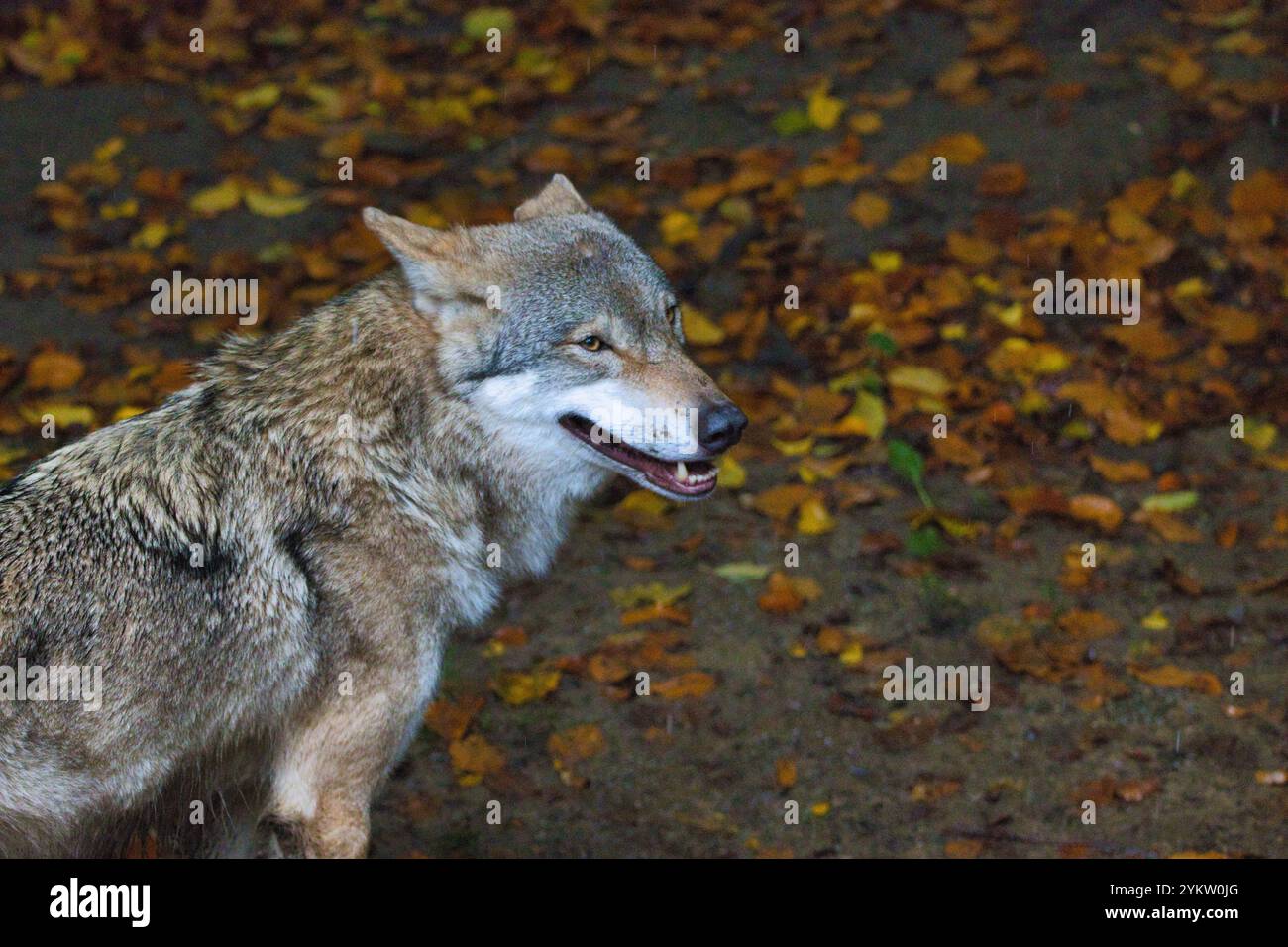 Problem wolf hi-res stock photography and images - Alamy