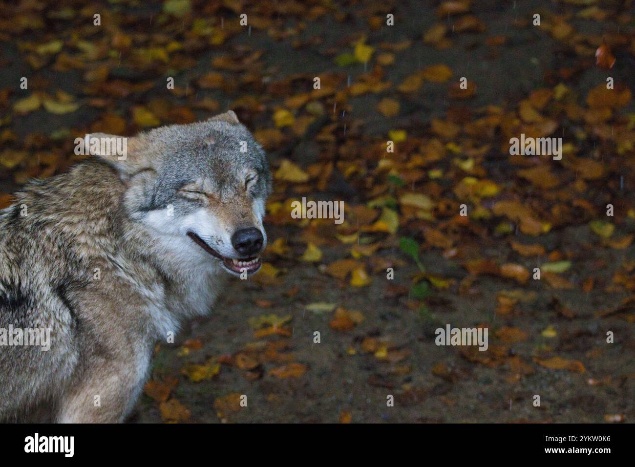 European wolf in a natural environment - portrait of an individual ...