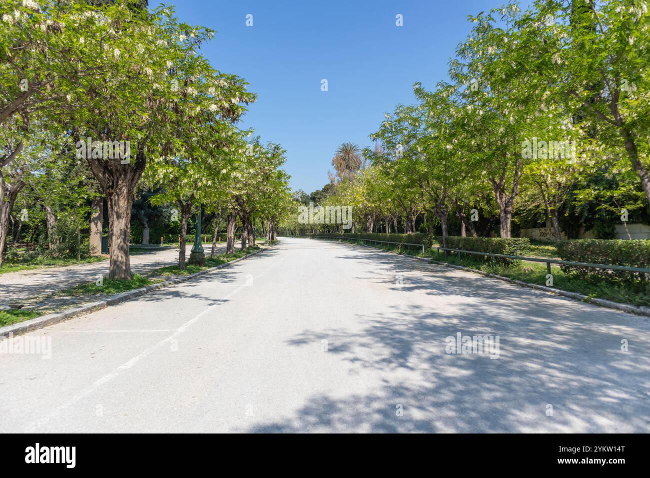 Athens Greece. National gardens at Zappeio, blue sky background, sunny ...