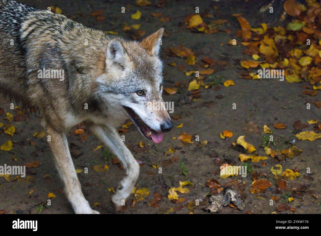 Individual animal hi-res stock photography and images - Alamy