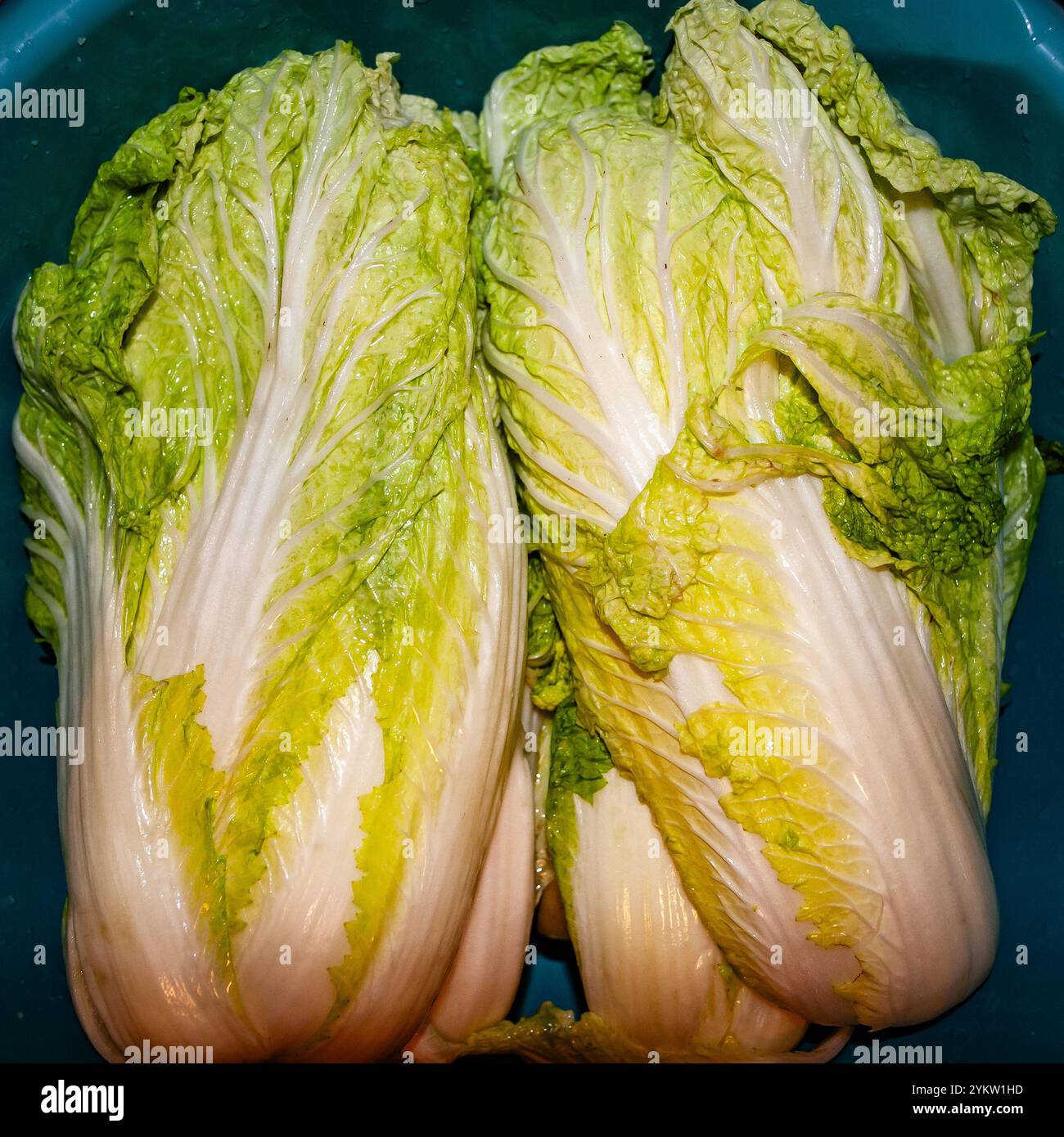 A view of the napa cabbage washed. Kimchi, a traditional Korean dish ...