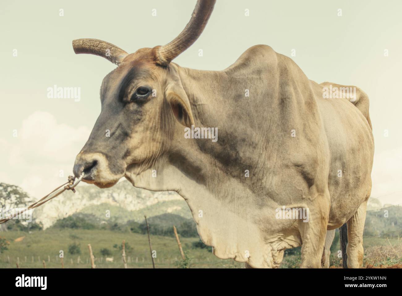 Cattle Bull Livestock Cuba Farm Animal Stock Photo - Alamy