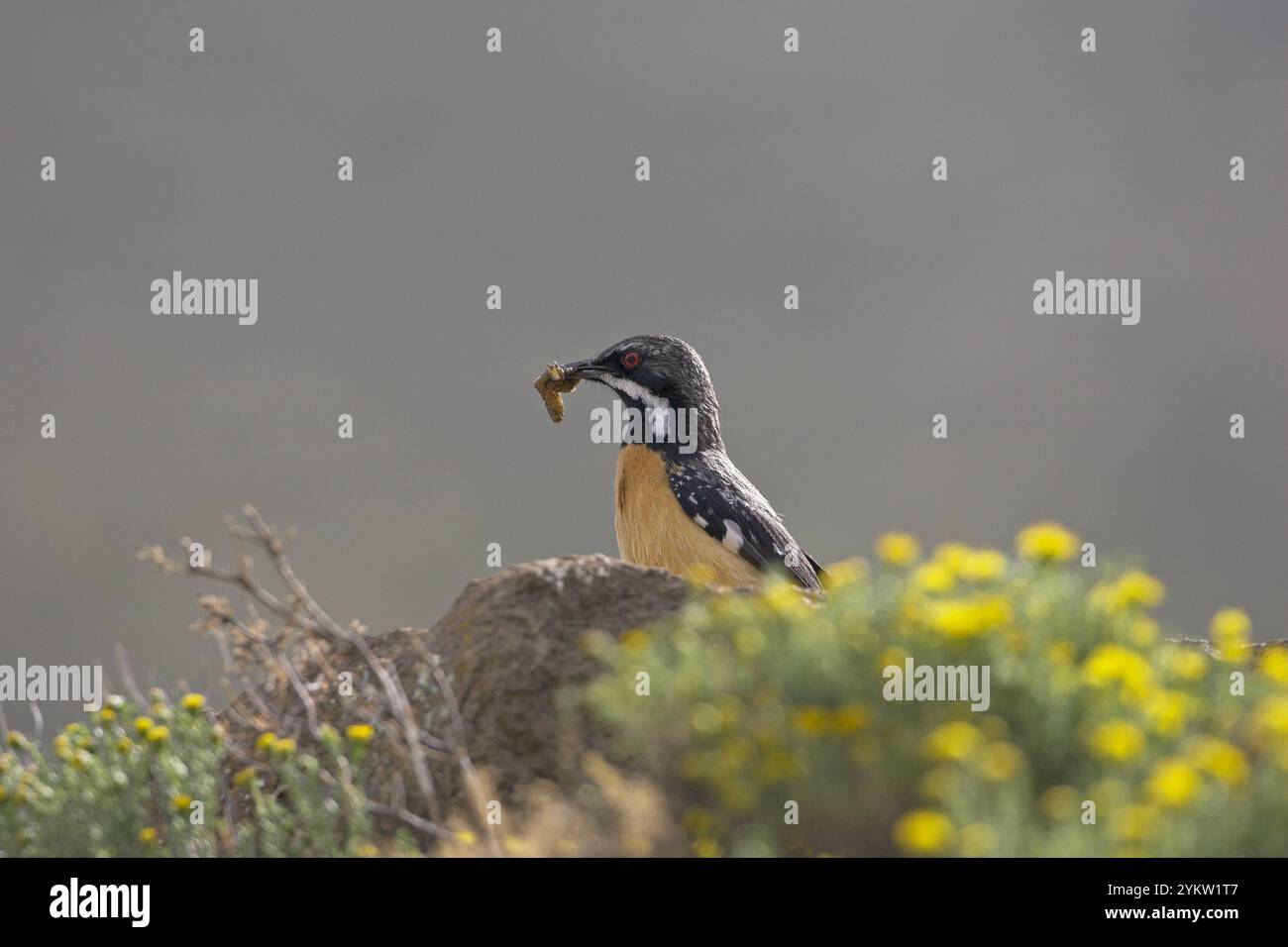 Drakensburg rock-jumper Chaetops aurantius Lesotho Stock Photo - Alamy
