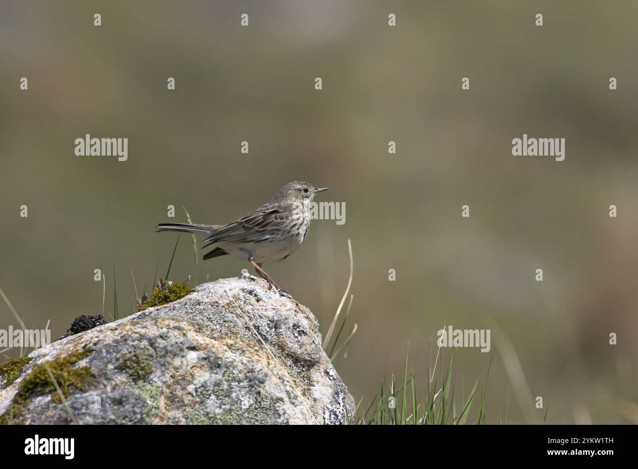 Meadow pipit Anthus pratensis Scotland Stock Photo - Alamy