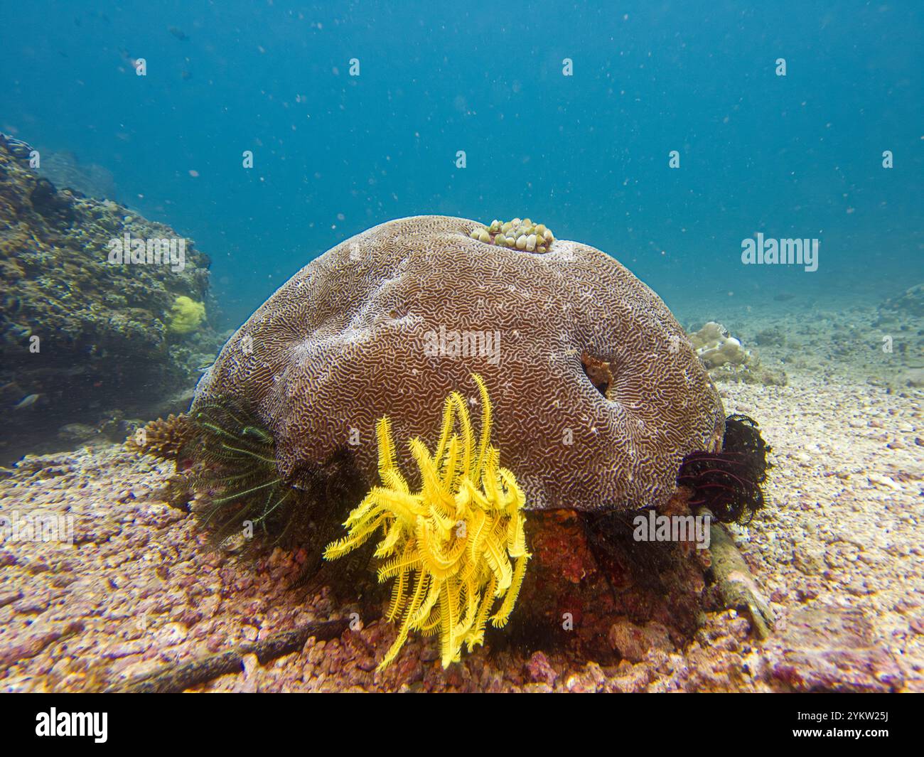 Brain coral is a common name given to various corals in the families ...