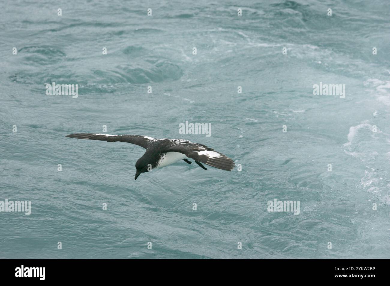 Cape pigeon Daption capense in flight New Zealand Stock Photo - Alamy