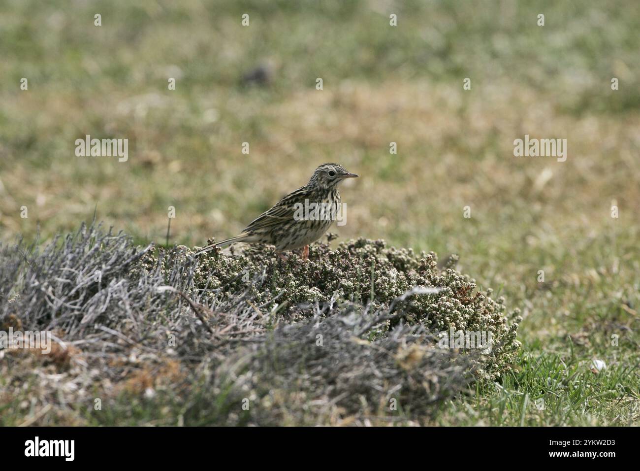Correndera pipit Anthus correndera Falkland Islands Stock Photo - Alamy