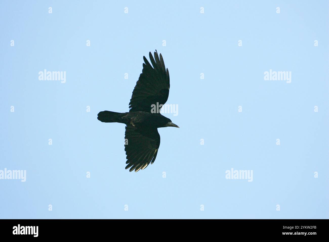 Rook Corvus fragilegus in flight Stock Photo - Alamy