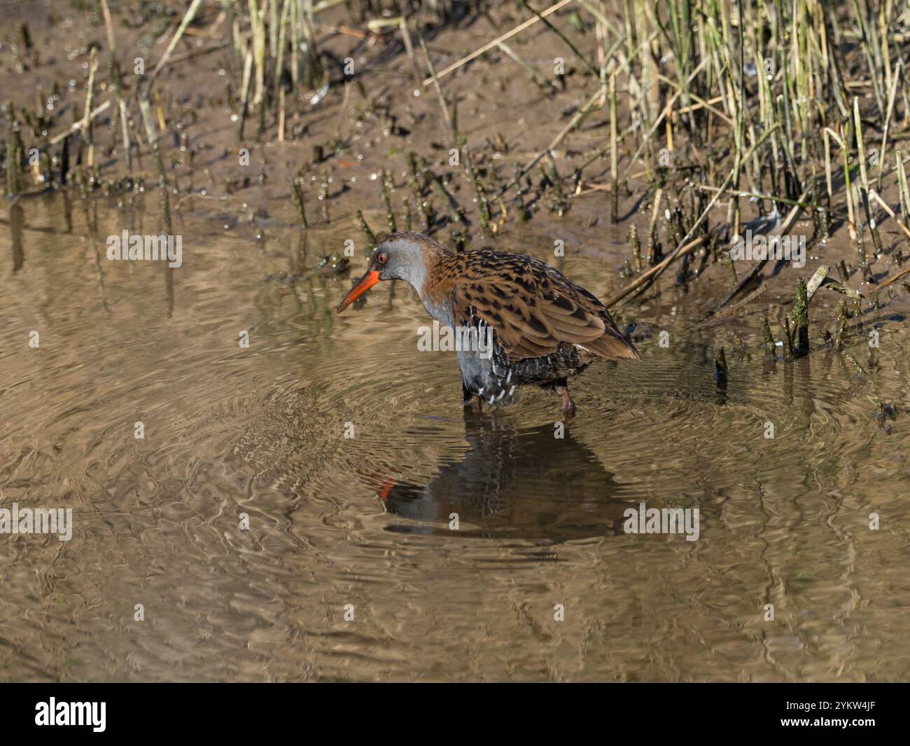 Water rail Rallus aquaticus at the edge of a water channel, Radipole ...
