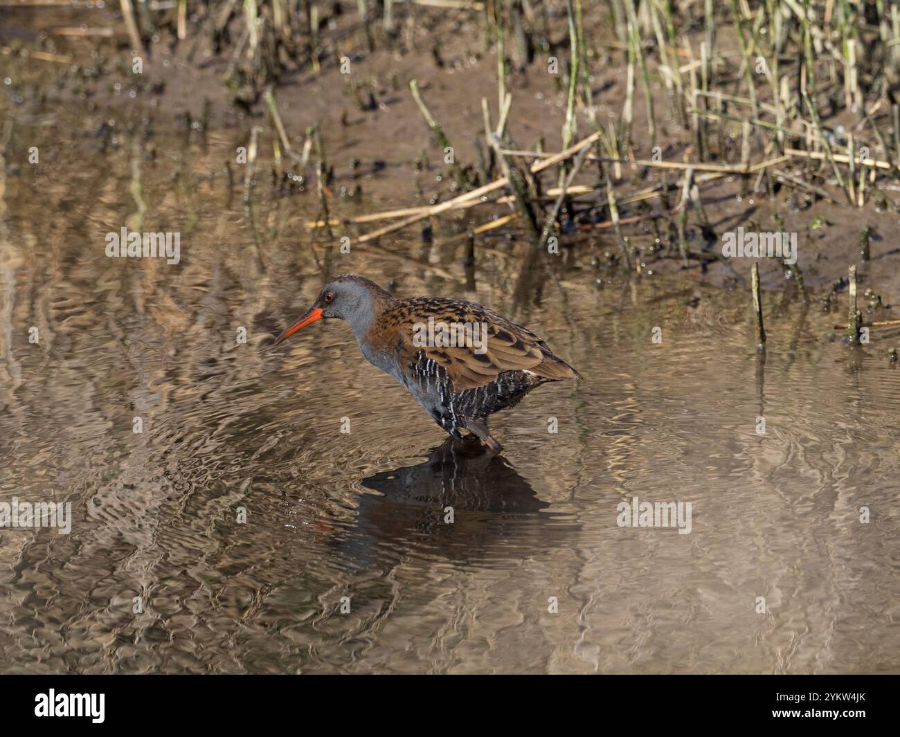Water rail Rallus aquaticus at the edge of a water channel, Radipole ...