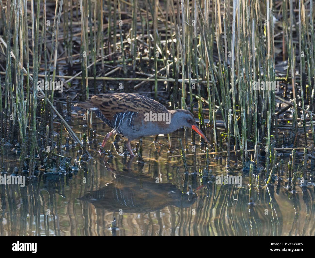 Water rail Rallus aquaticus at the edge of a water channel, Radipole ...