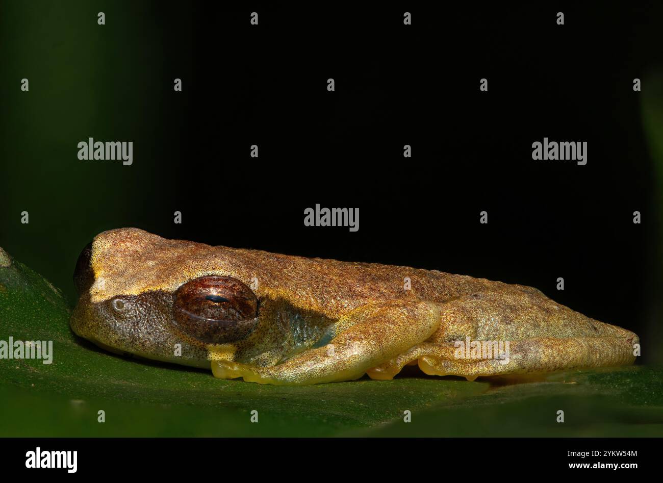 A small tree frog (Dendropsophus), resting on a leaf in the rainy ...