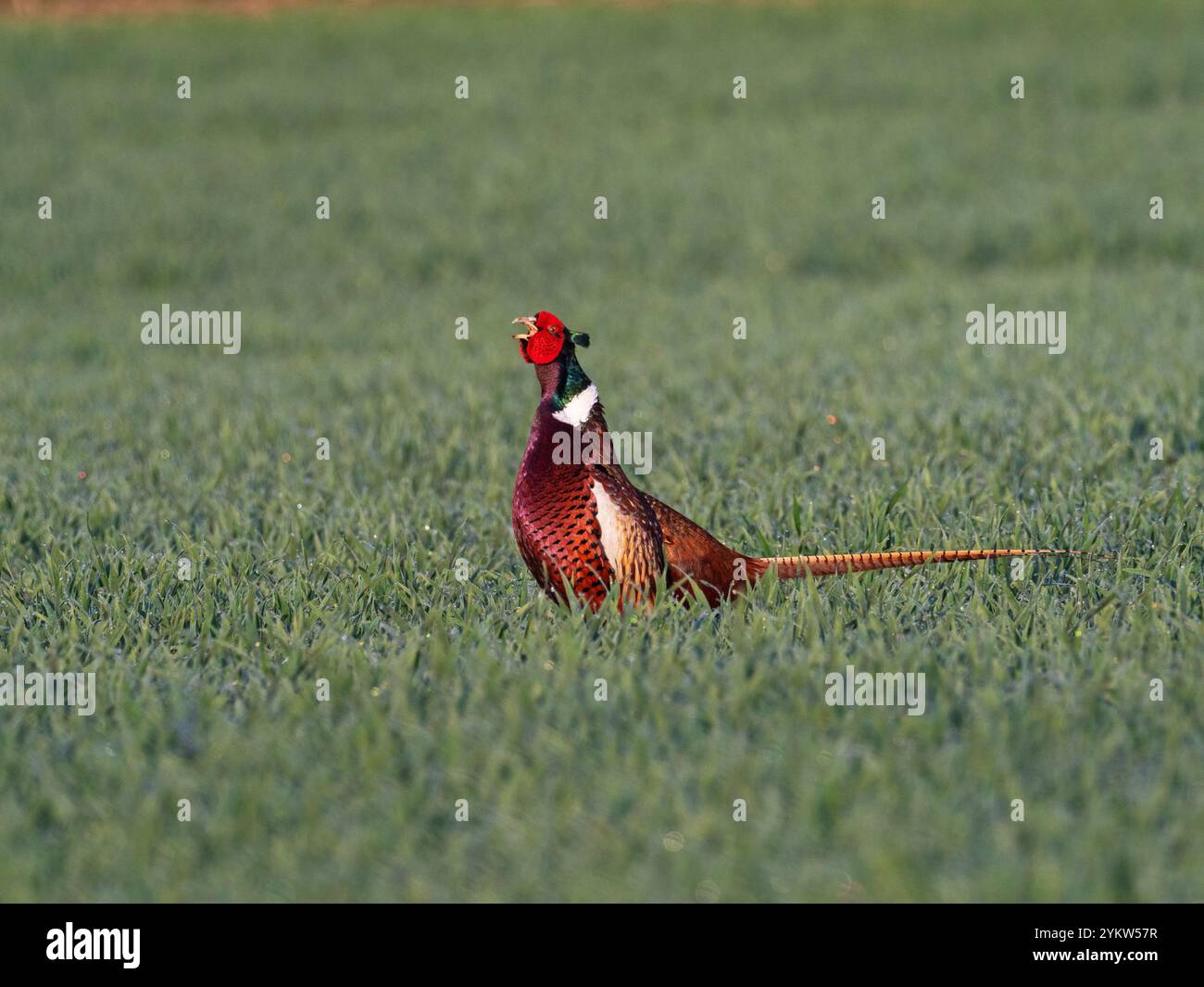 Common pheasant Phasianus colchicus male calling and displaying in a ...