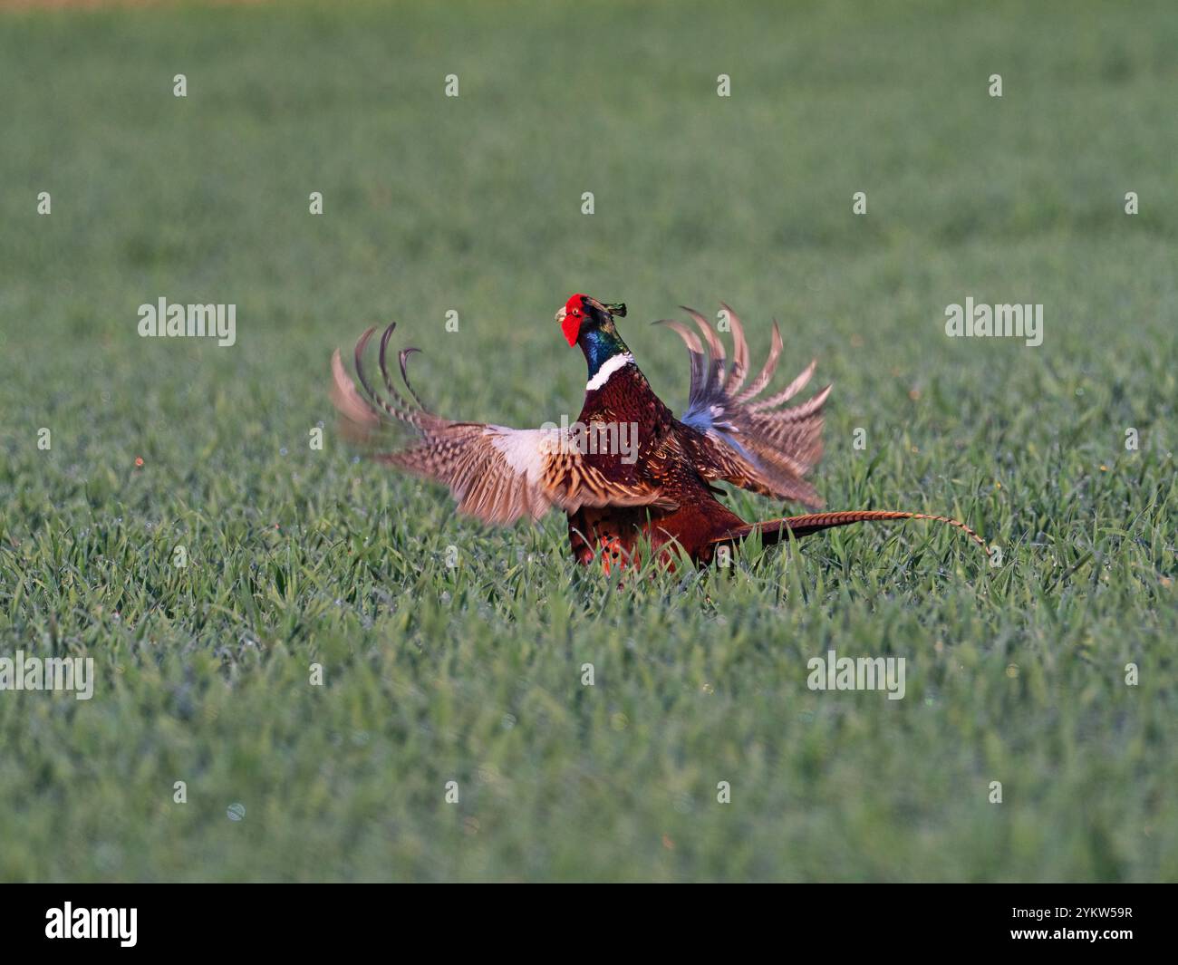 Common pheasant Phasianus colchicus male calling and displaying in a ...