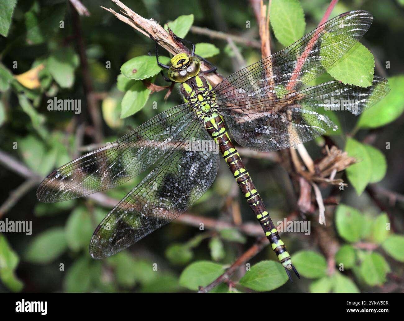 Southern Hawker Dragonfly (Aeshna cyanea Stock Photo - Alamy