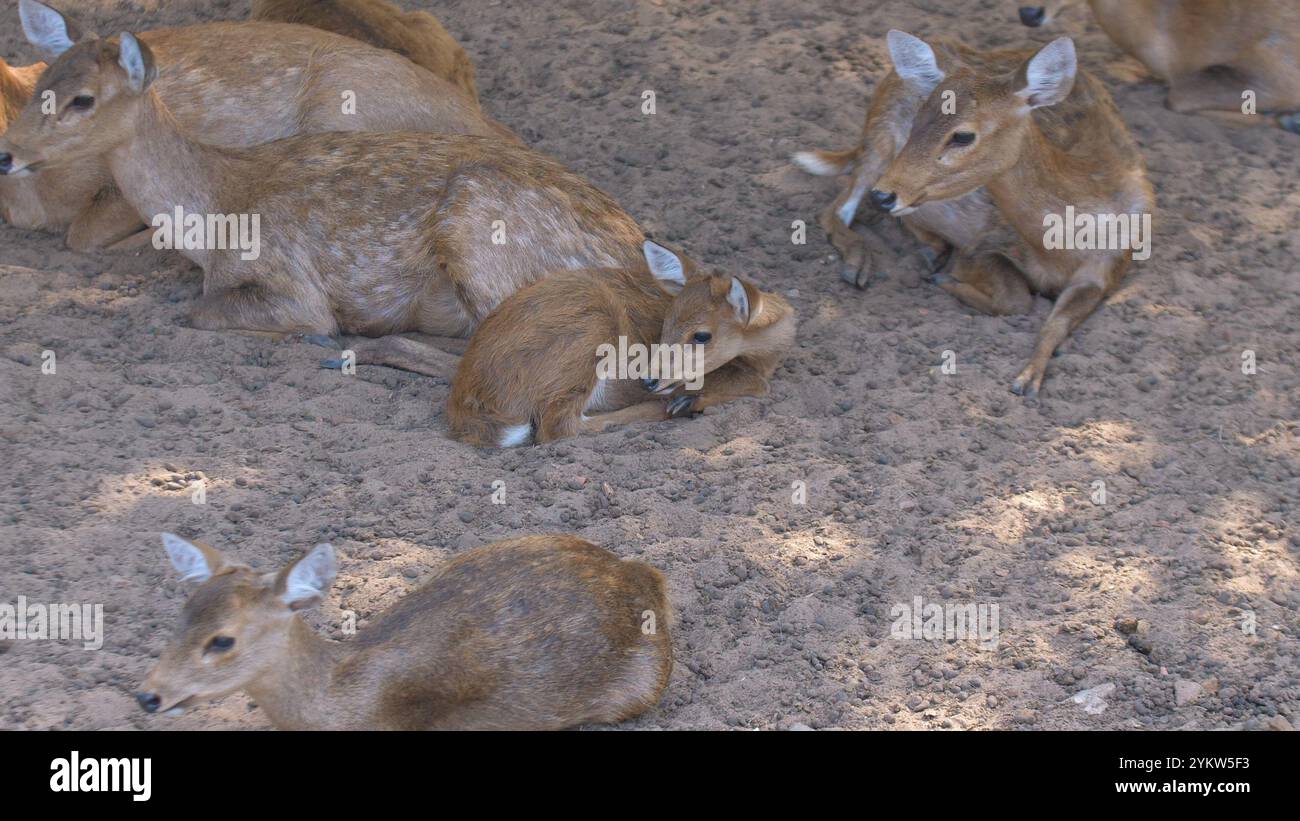 Group of deer resting together in natural setting, tranquility Stock ...