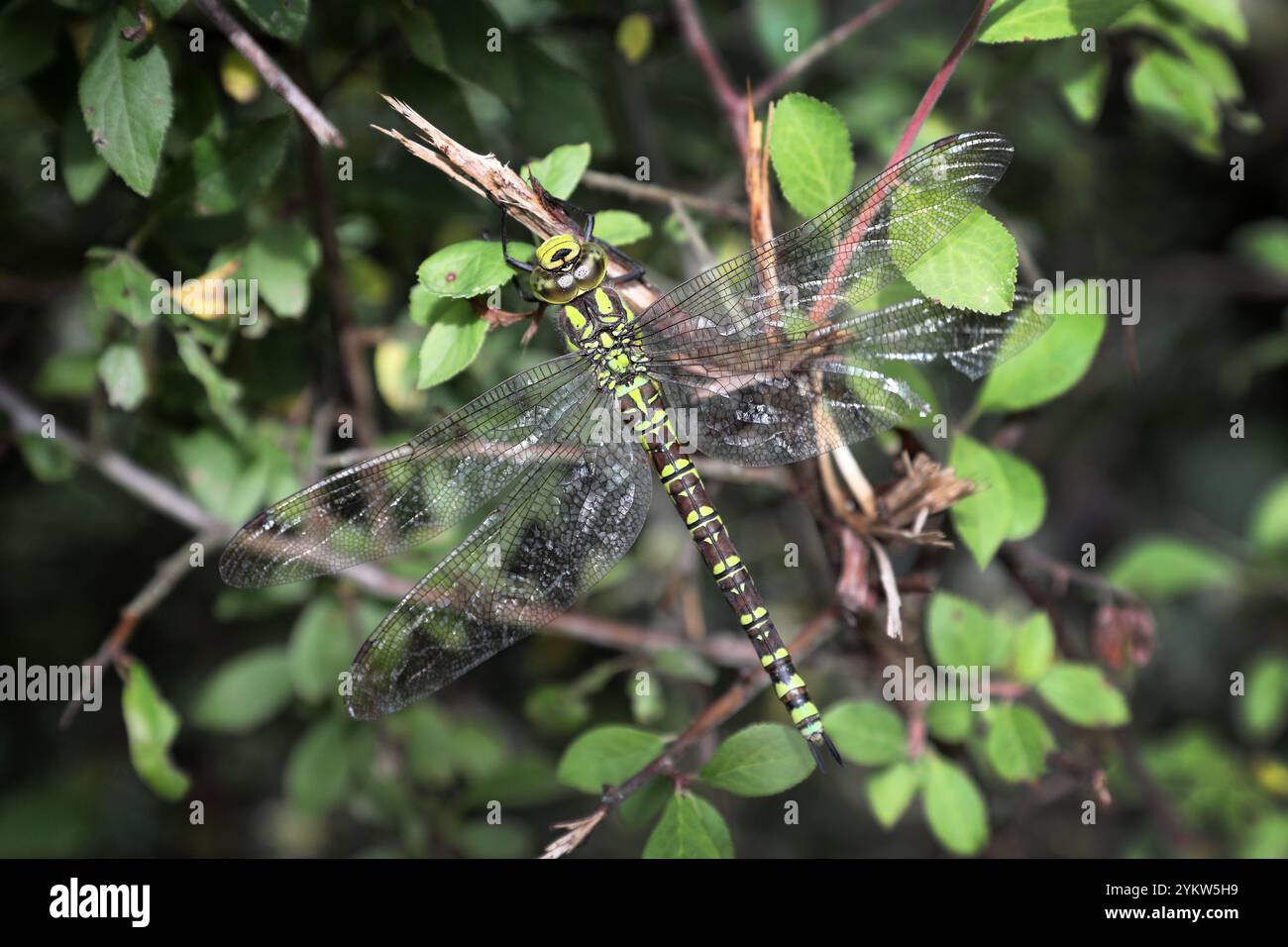 Southern Hawker Dragonfly (Aeshna cyanea) resting on a flailed hedge ...