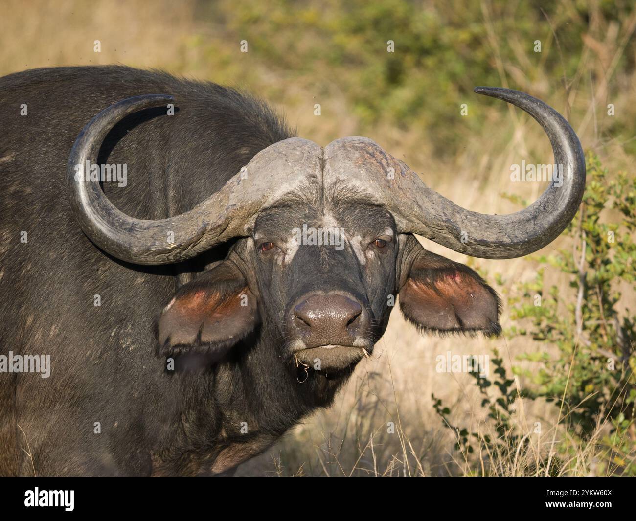 Om systems hi-res stock photography and images - Alamy