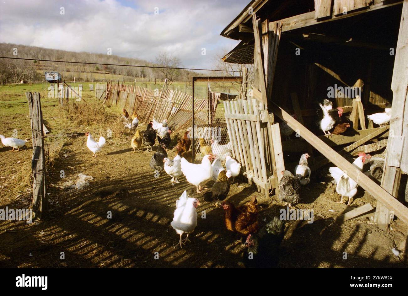 New York state, USA, approx. 1992. Chickens on a rural property Stock ...