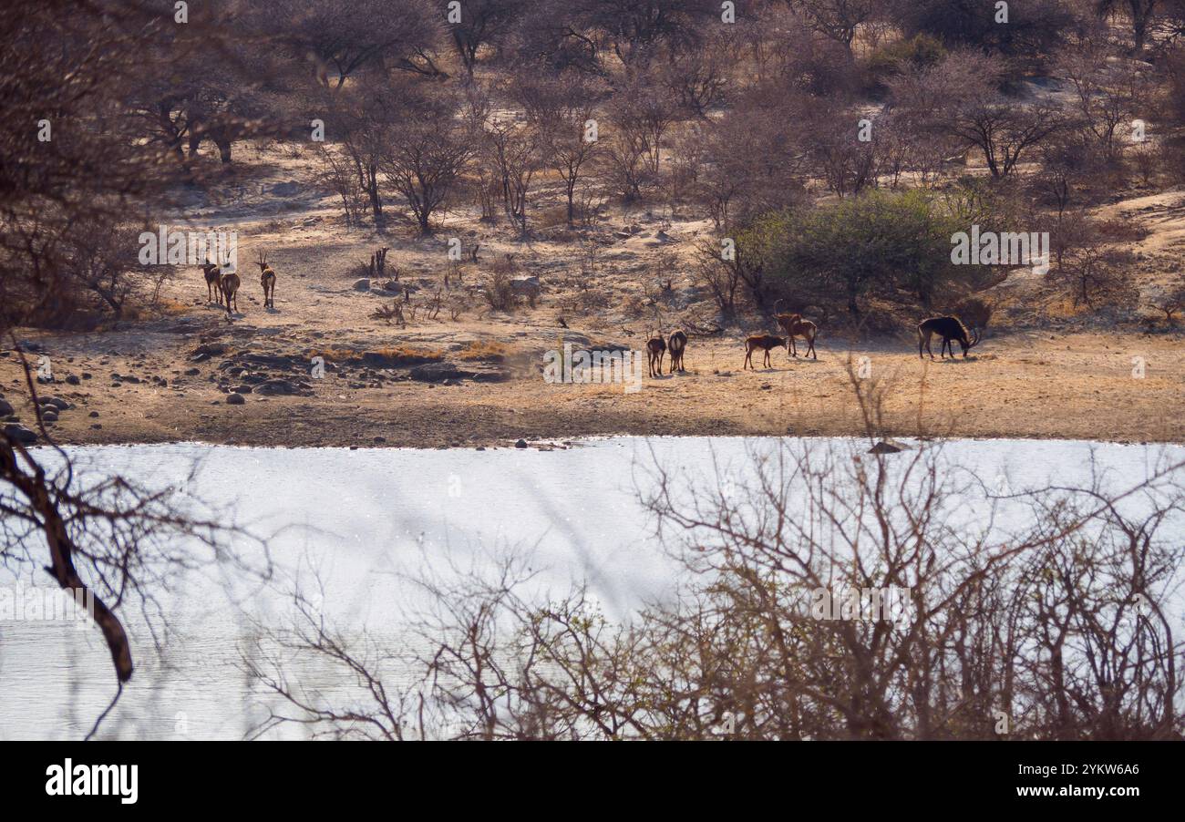 Sable antelopes hi-res stock photography and images - Alamy