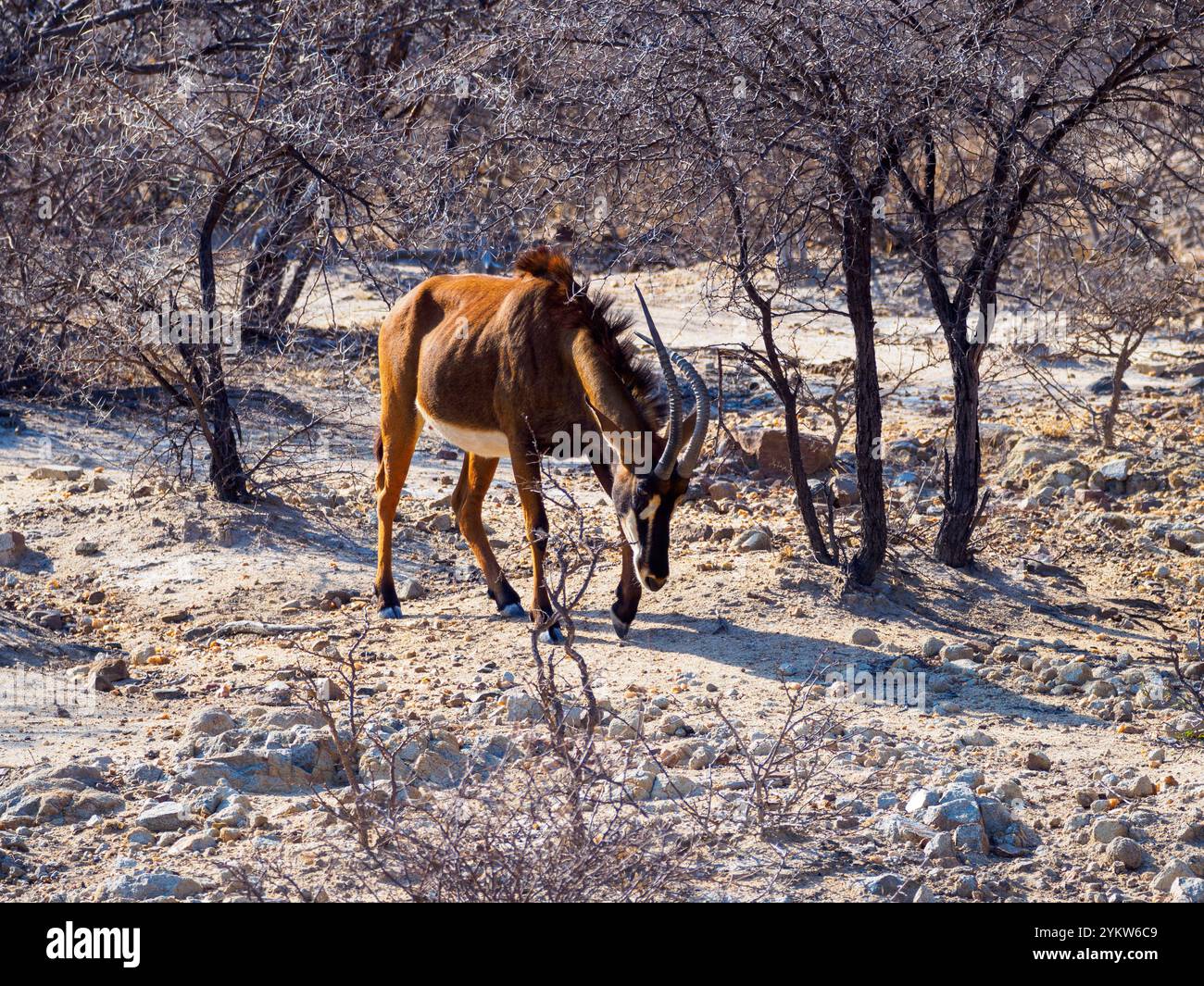 Sable Antelope, Limpopo Province, South Africa Stock Photo - Alamy