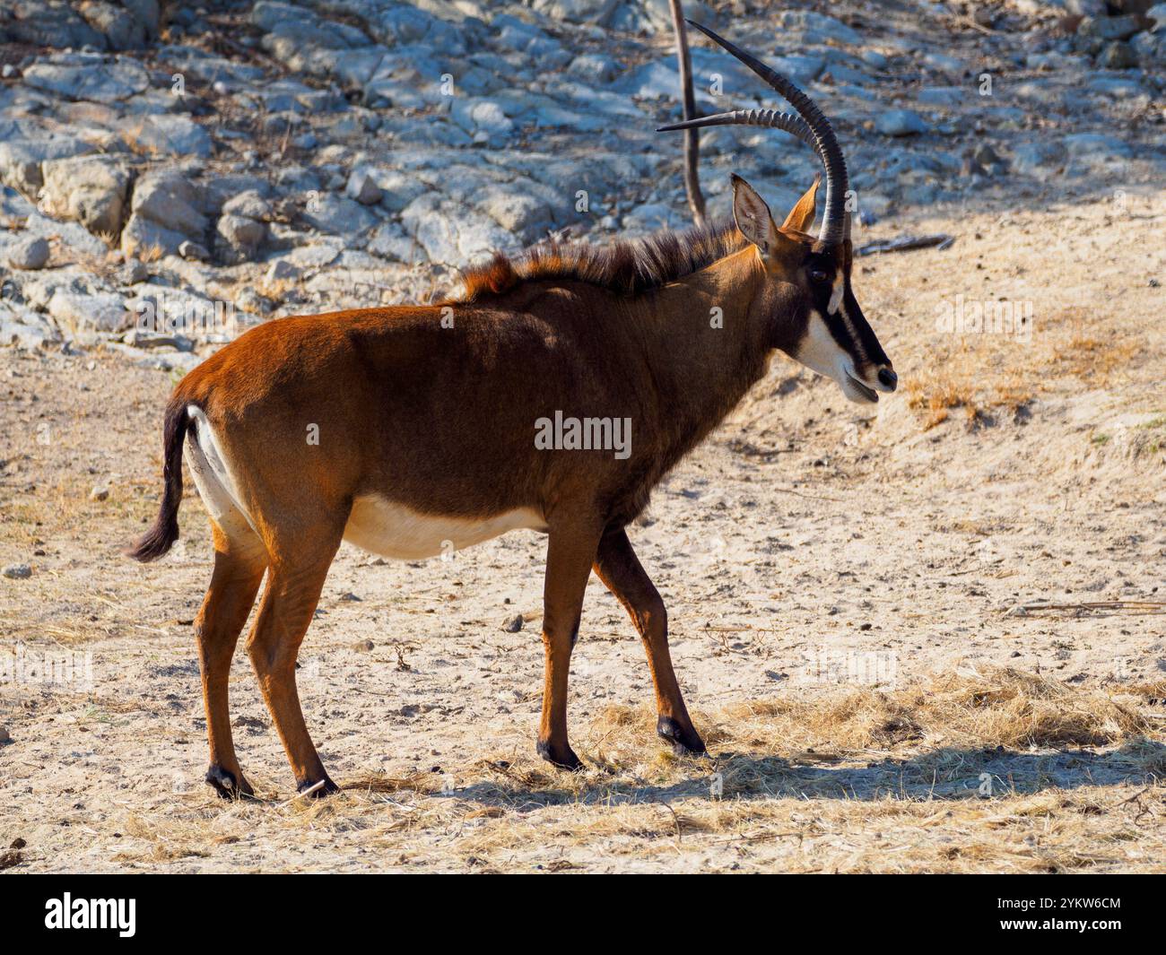 Sable Antelope, Limpopo Province, South Africa Stock Photo - Alamy