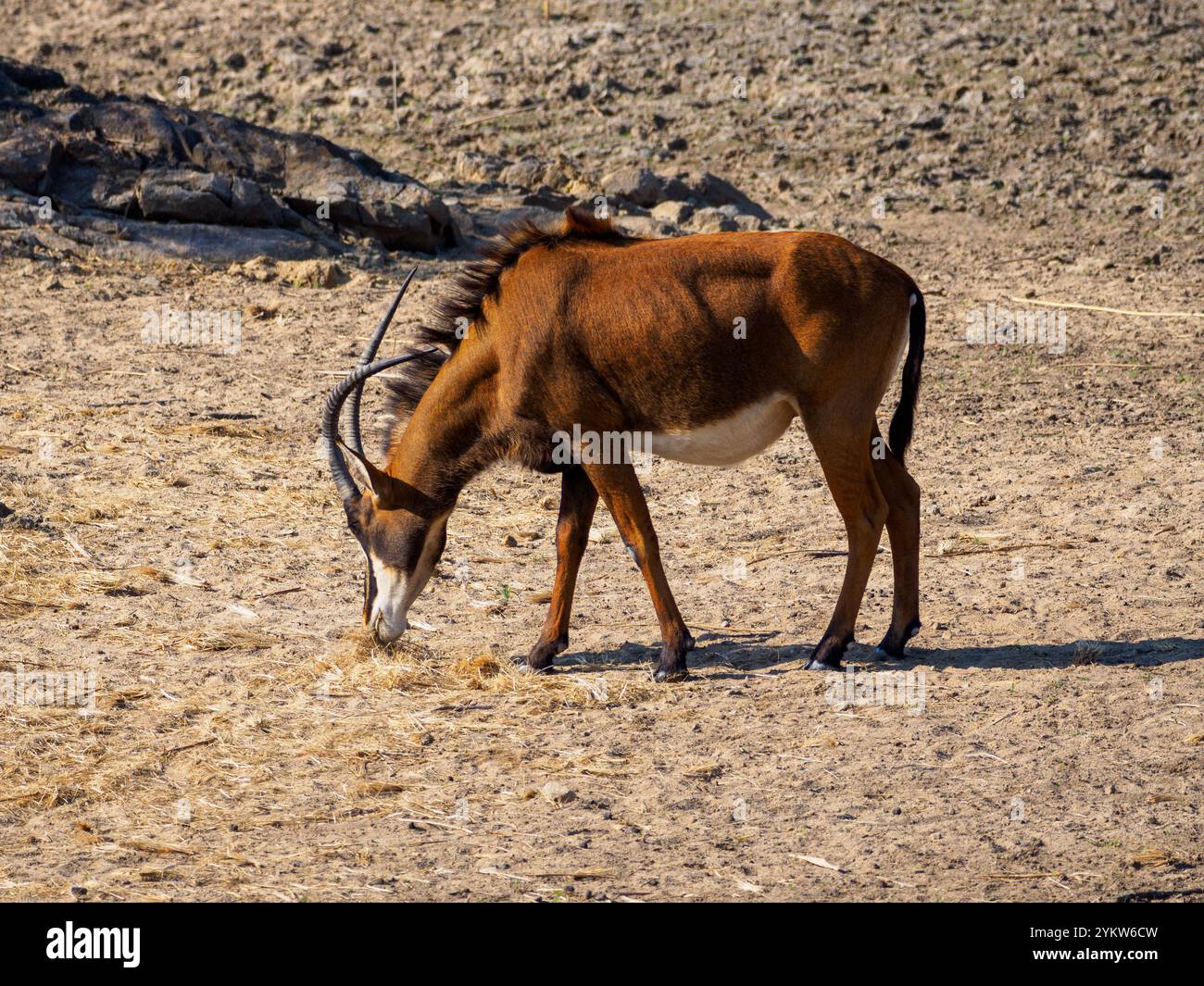 Sable Antelope eating, Limpopo province, South Africa Stock Photo - Alamy