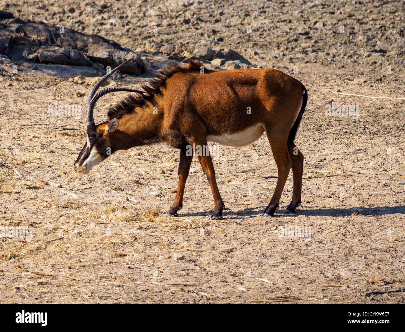 Sable Antelope, Limpopo Province, South Africa Stock Photo - Alamy