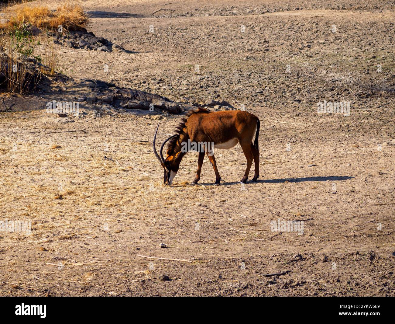 Sable antelope eating hi-res stock photography and images - Alamy