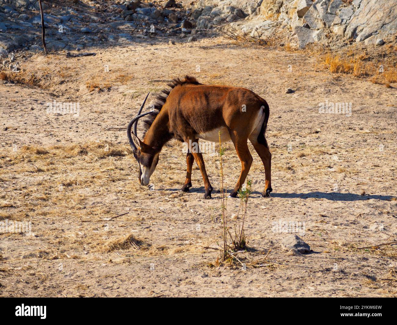 Sable Antelope eating, Limpopo province, South Africa Stock Photo - Alamy