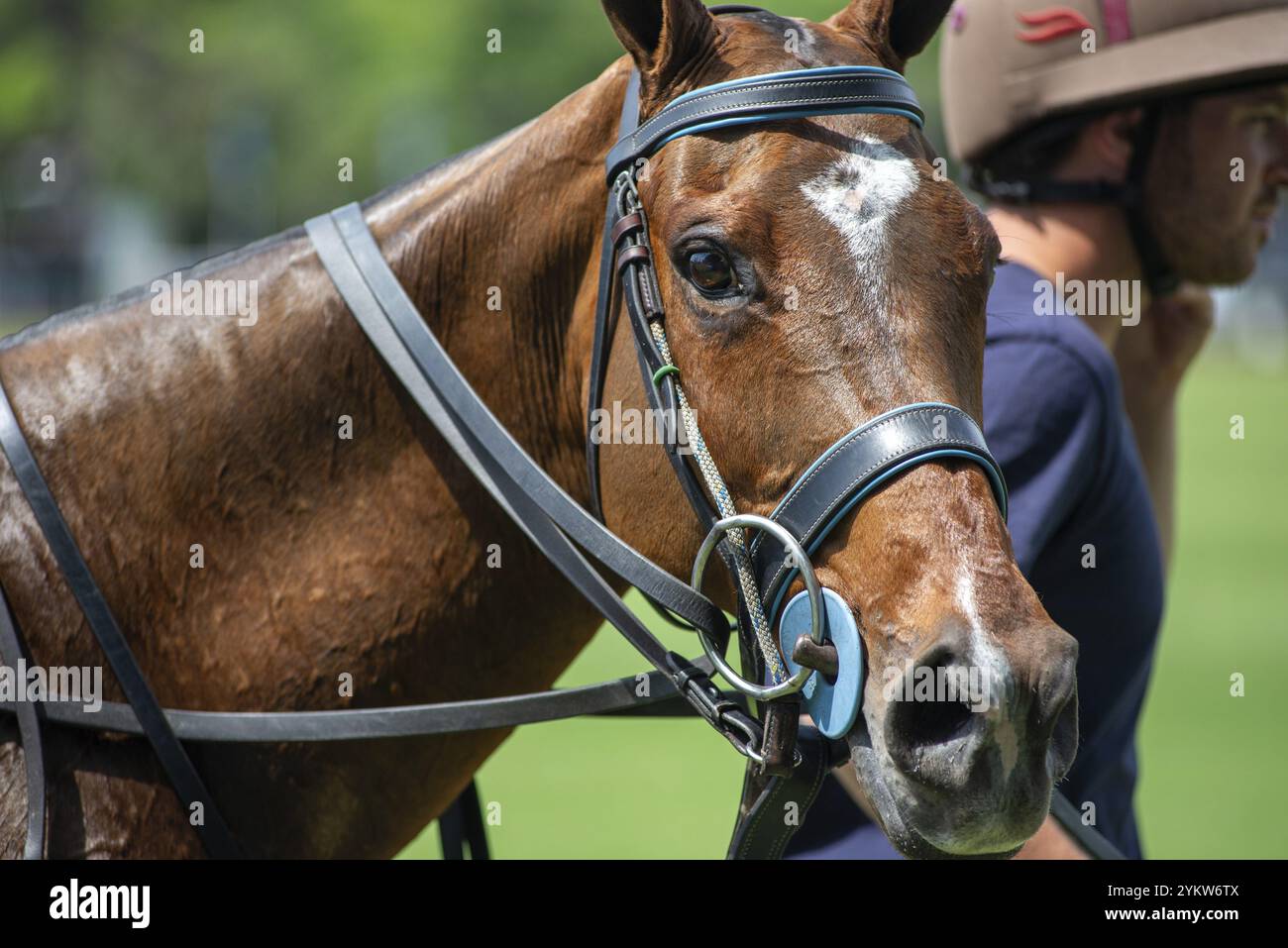 Scene from the 131st Argentine Open Polo Championship (Spanish ...