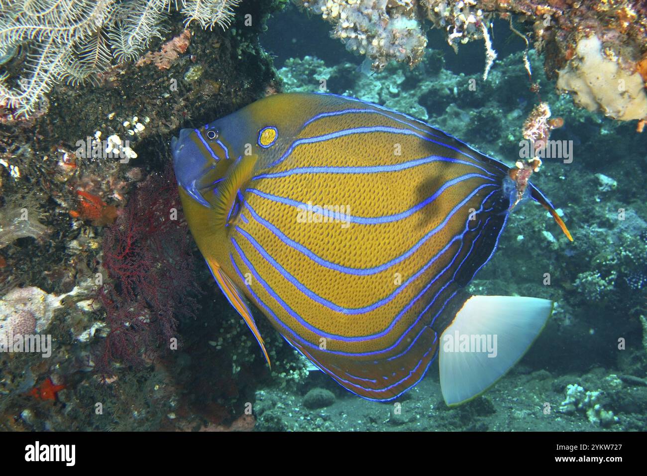Section usat liberty wreck underwater hi-res stock photography and ...
