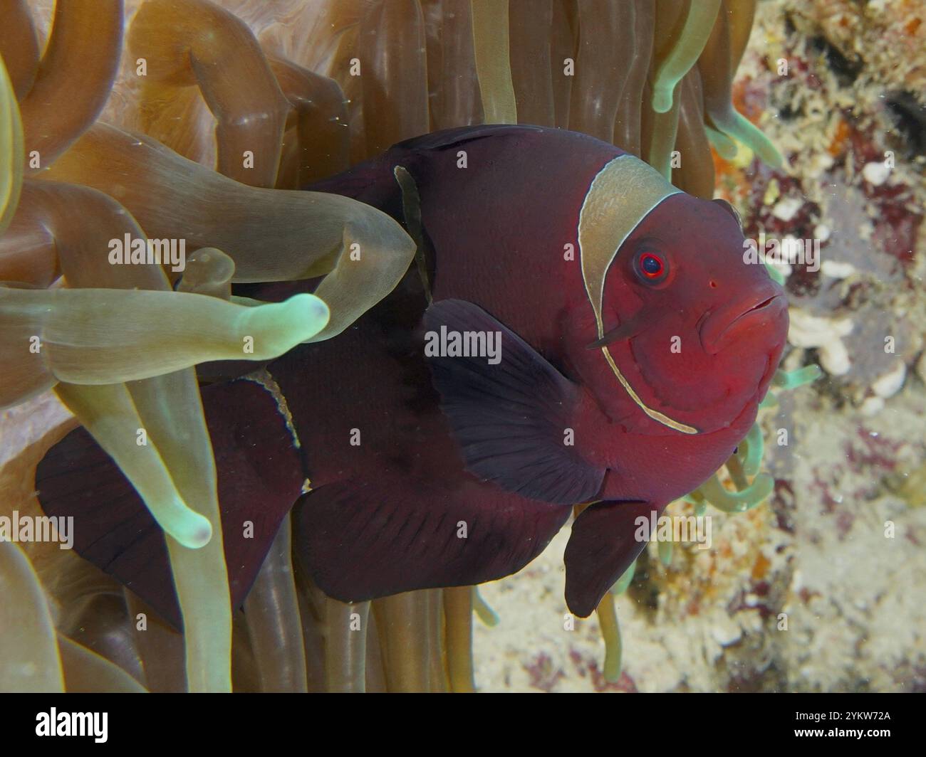 A red anemonefish, velvet anemonefish, spiny anemonefish (Amphiprion ...