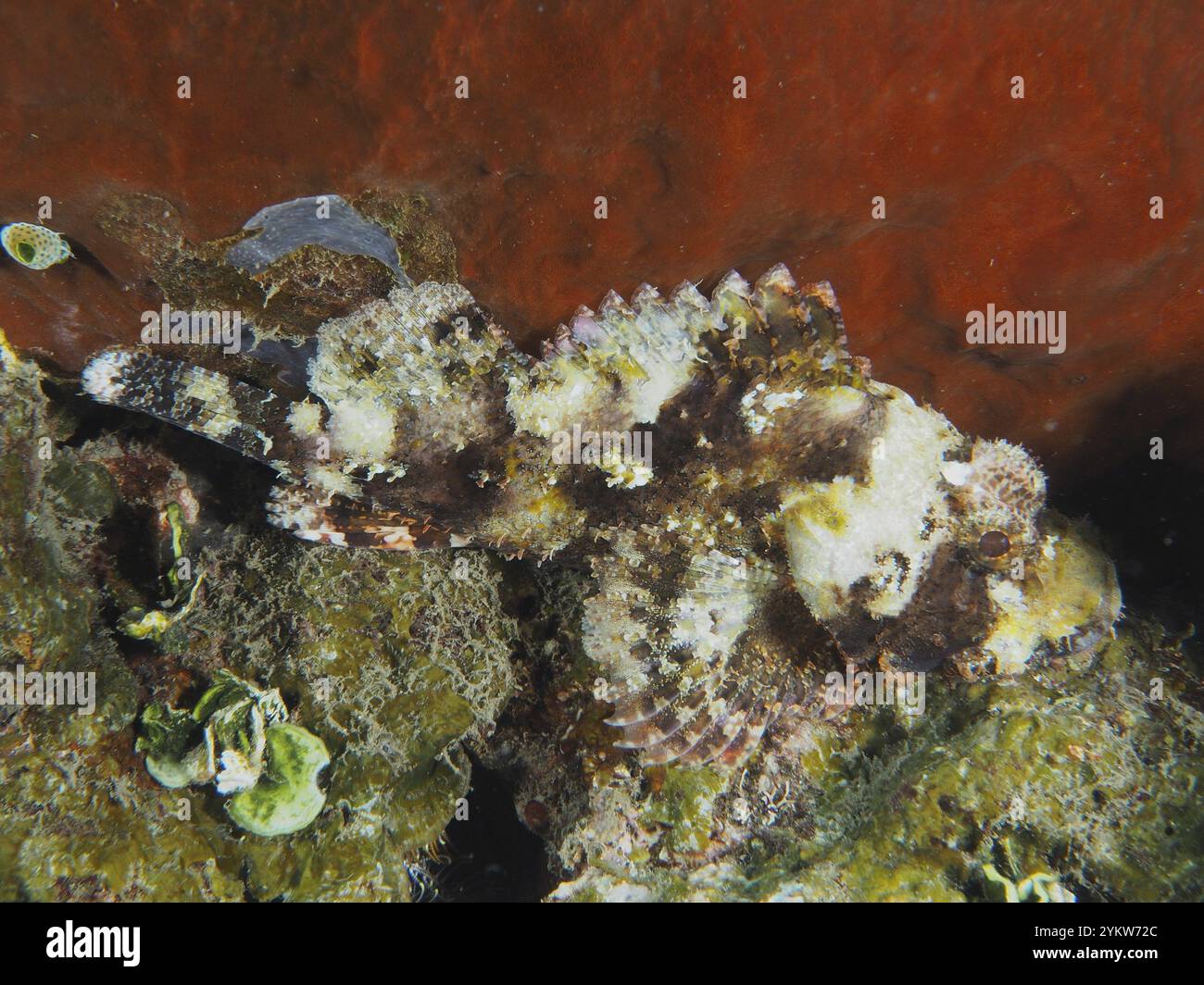 A Papuan scorpionfish (Scorpaenopsis papuensis) blending perfectly into ...