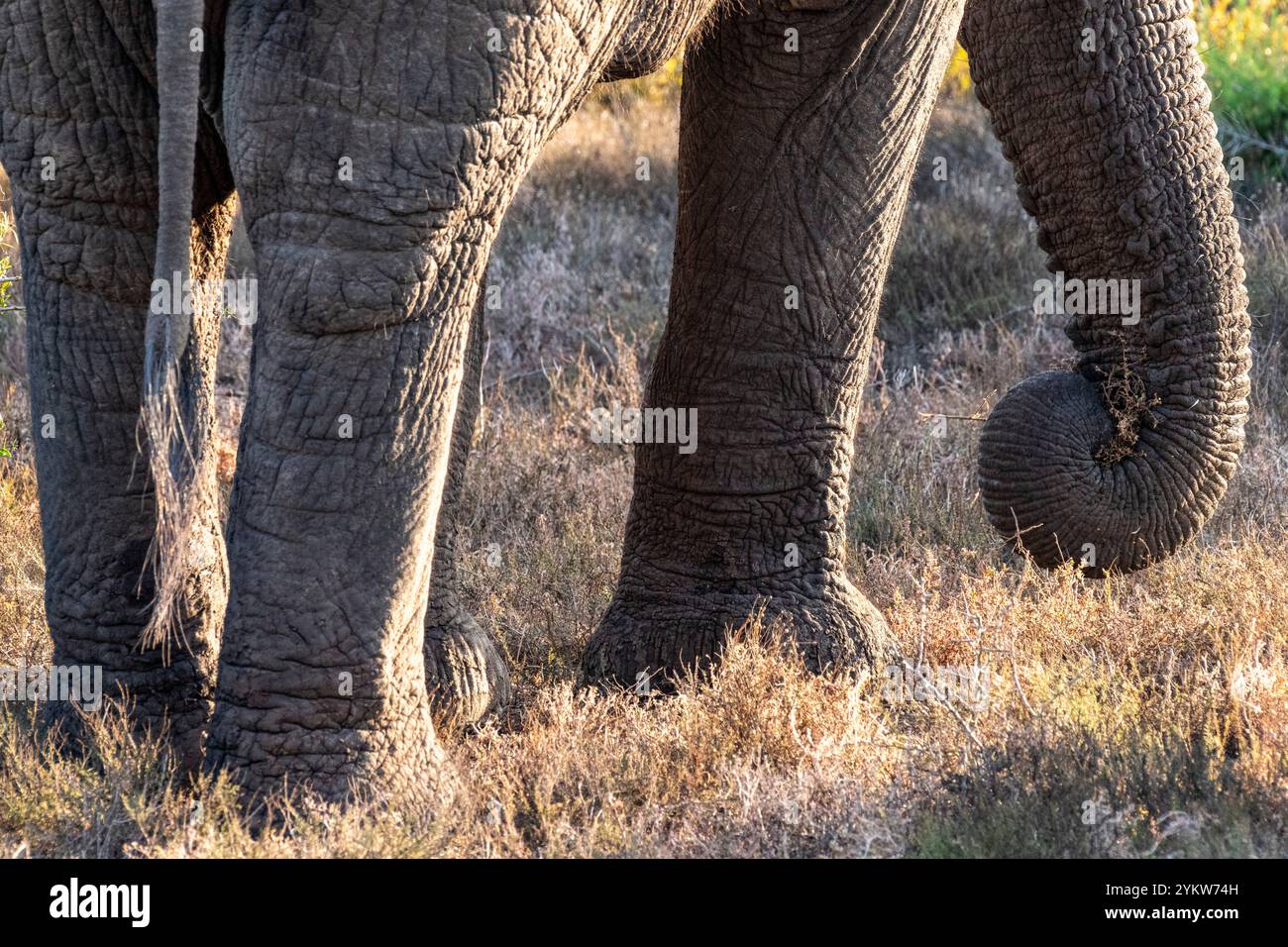 Elephant picking grass hi-res stock photography and images - Alamy