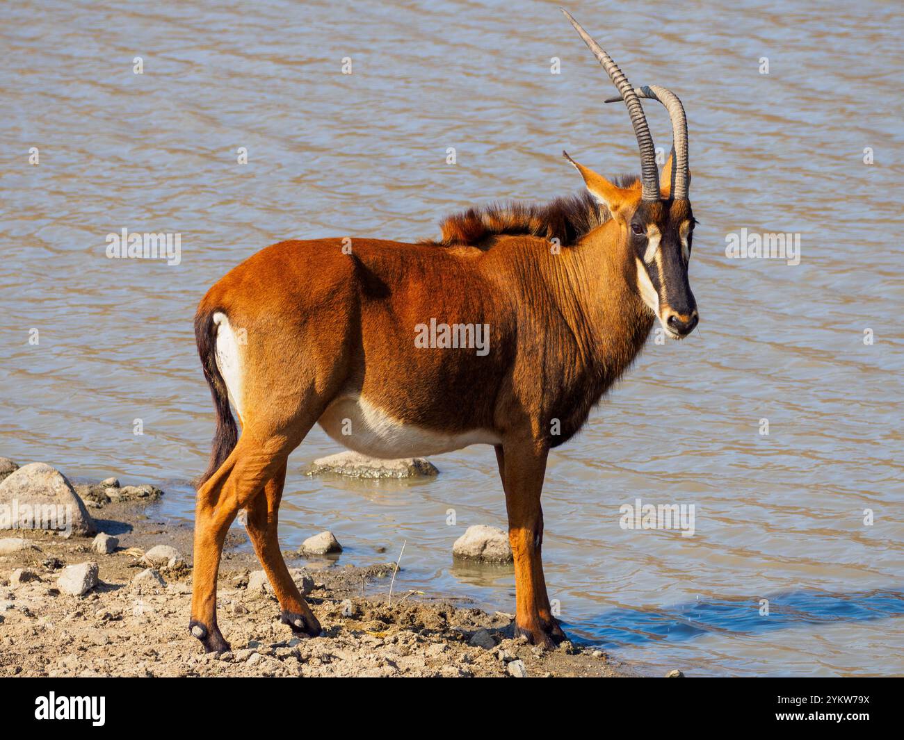 Sable Antelope, Limpopo province, South Africa Stock Photo - Alamy