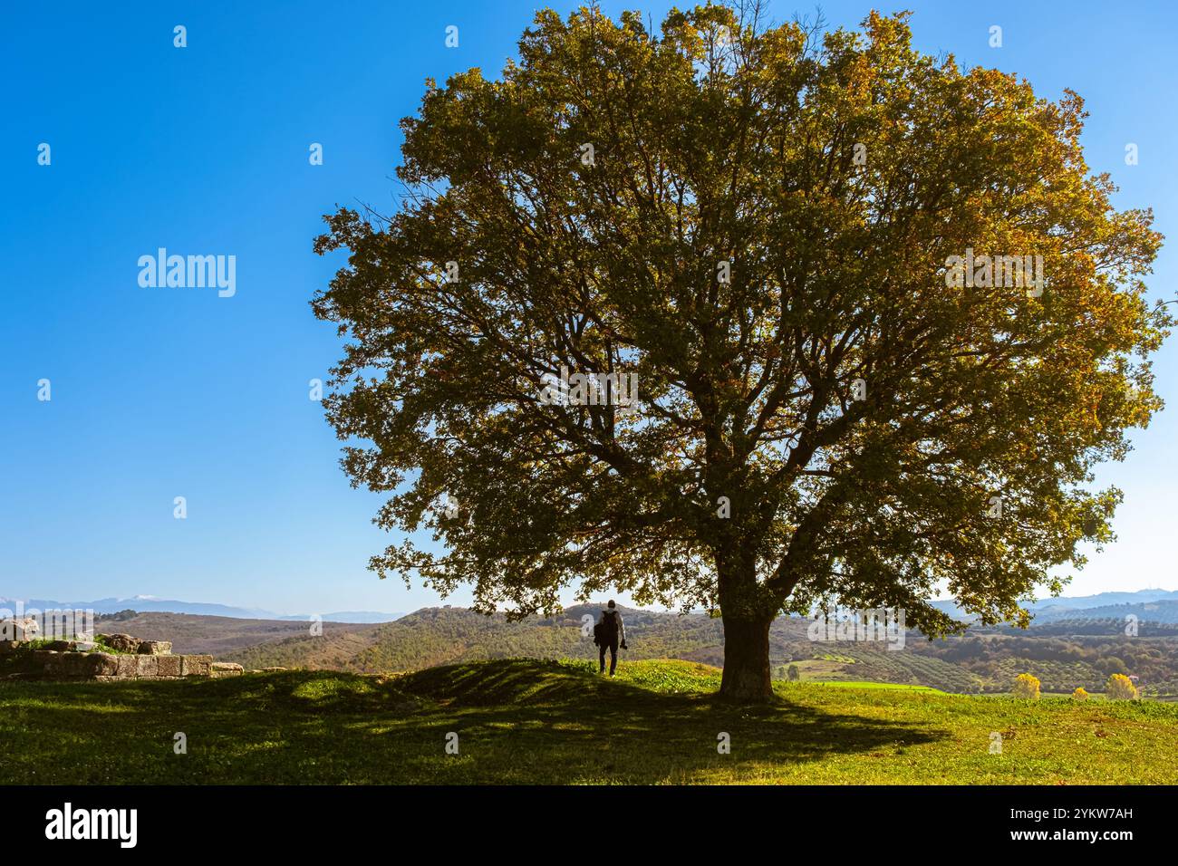 Big autumn oak and green grass on a meadow around. Tourist photographer ...