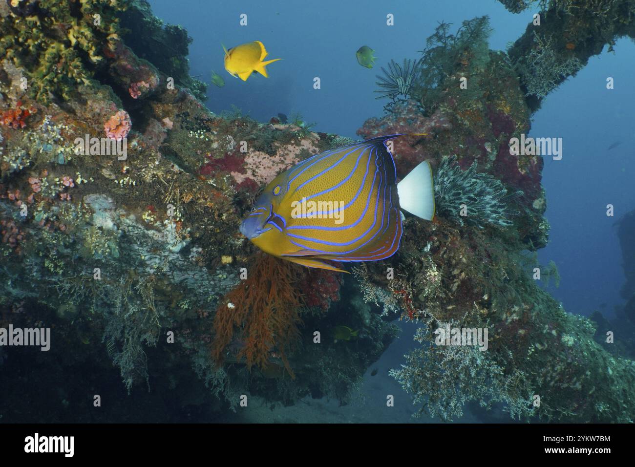 King angelfish hi-res stock photography and images - Alamy