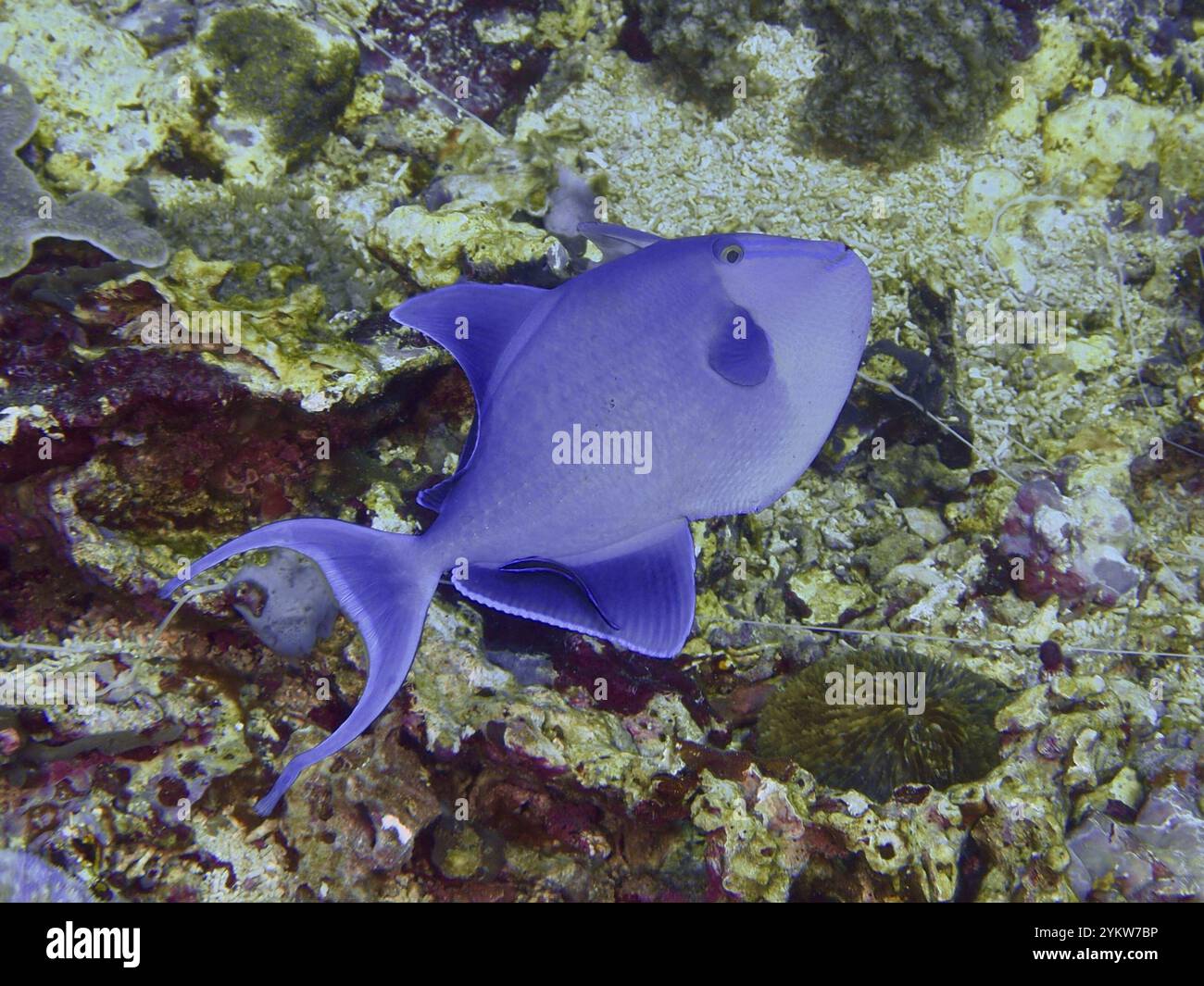 Red toothed tigerfish hi-res stock photography and images - Alamy