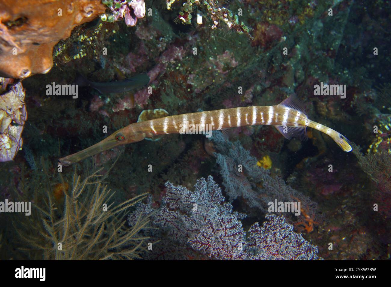 Spiny structures hi-res stock photography and images - Alamy