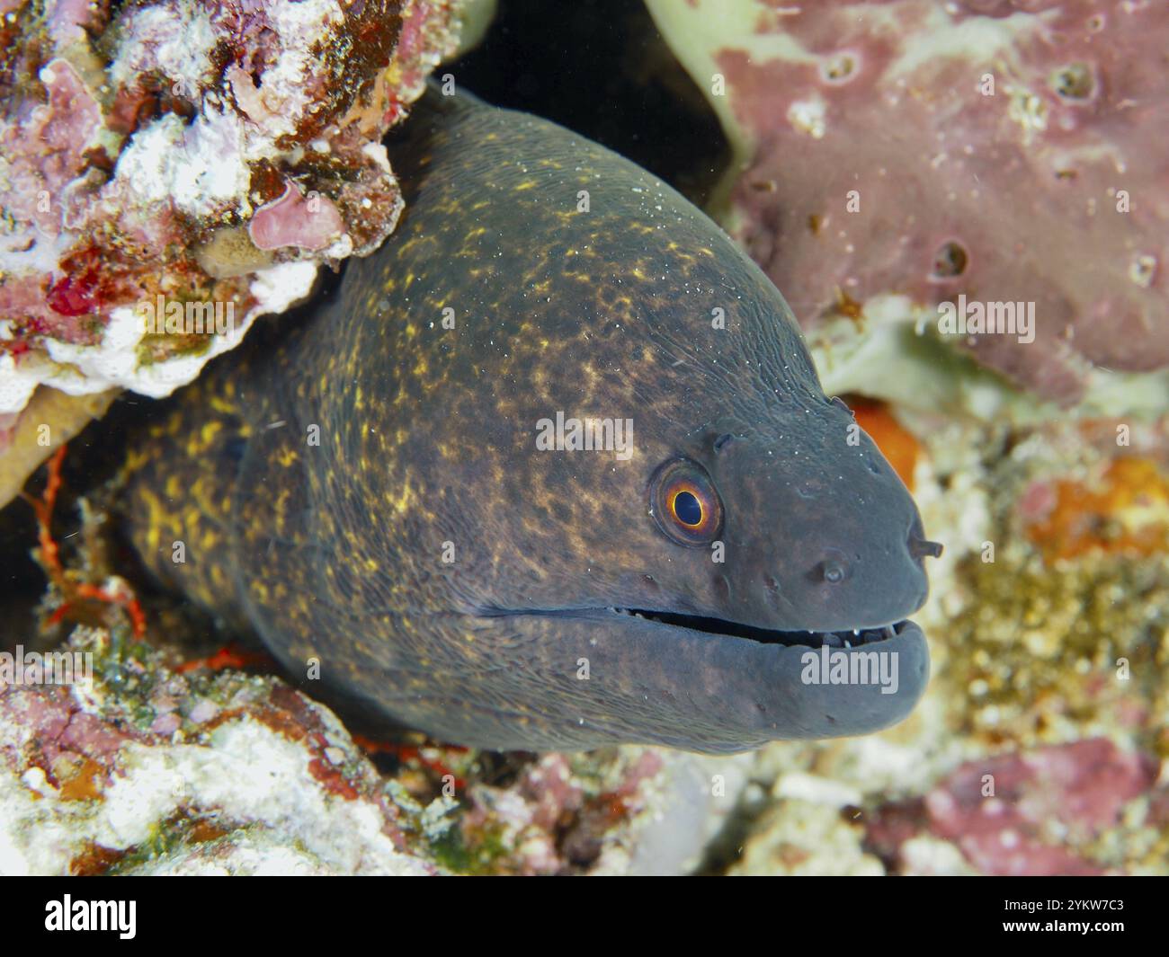 Underwater shot moray eel peeking hi-res stock photography and images ...
