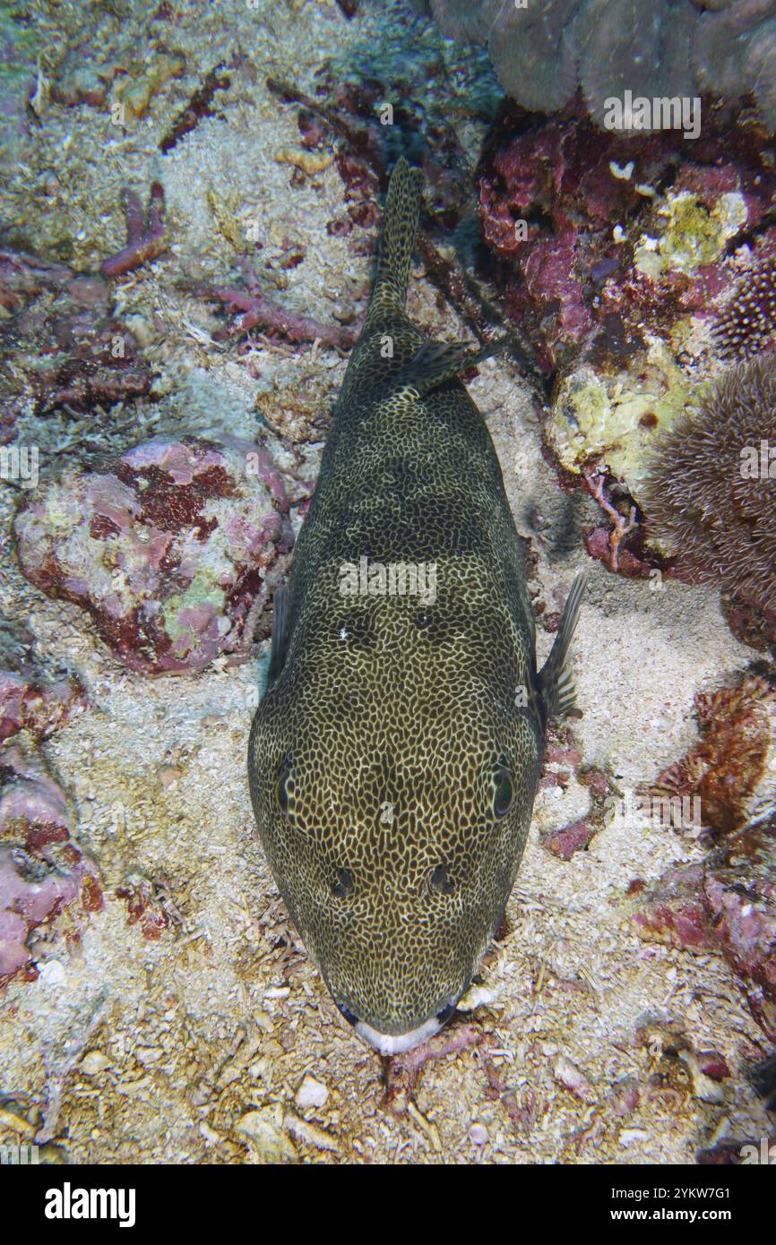 Fish with camouflage pattern, giant pufferfish (Arothron stellatus), on ...