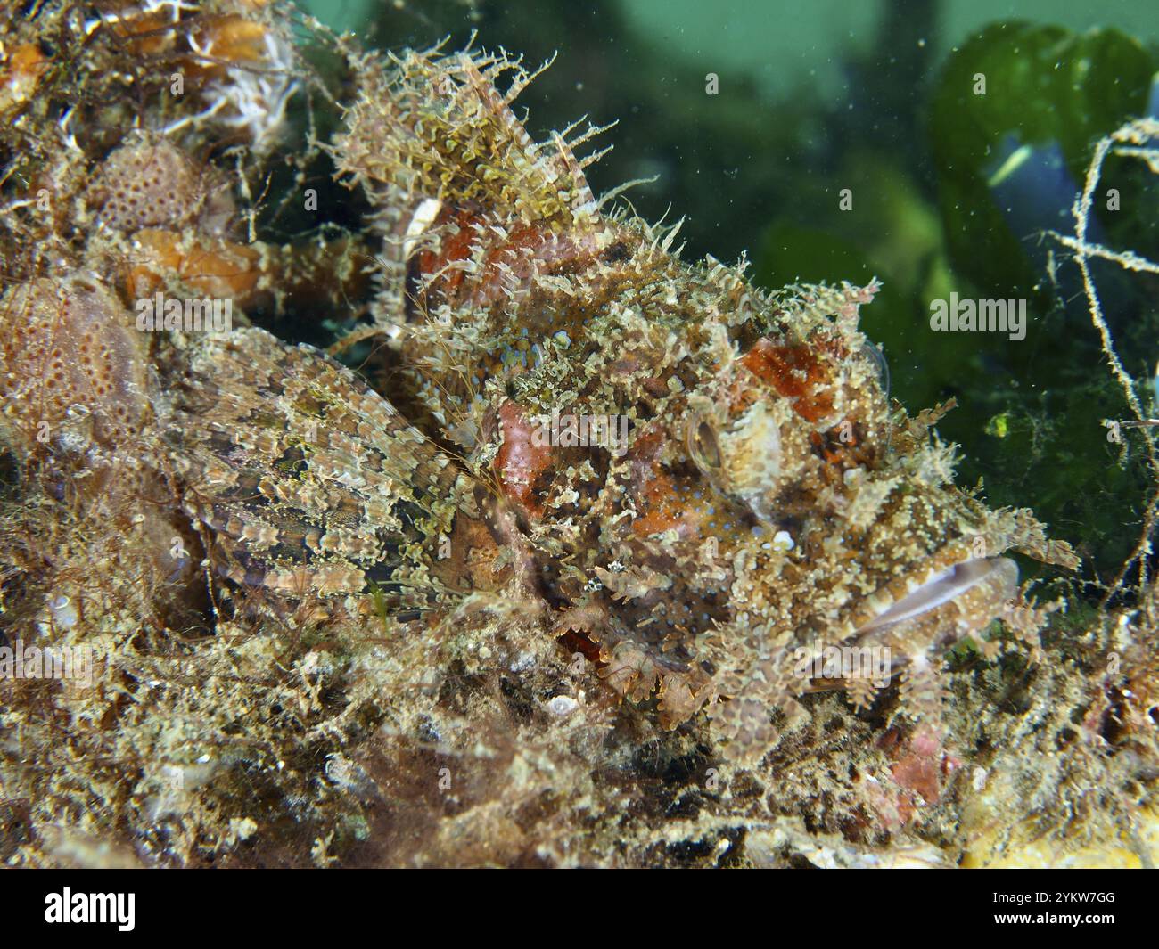 A scorpionfish, Papua scorpionfish (Scorpaenopsis papuensis), hiding ...