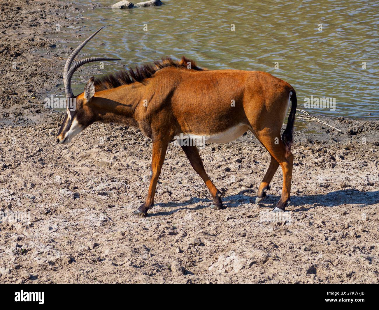Sable Antelope, Limpopo province, South Africa Stock Photo - Alamy