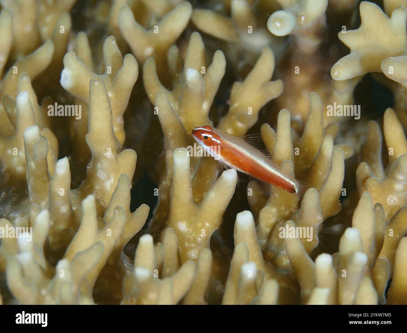 A small, red coloured fish, red-bellied dwarf goby (Eviota Nigriventris ...