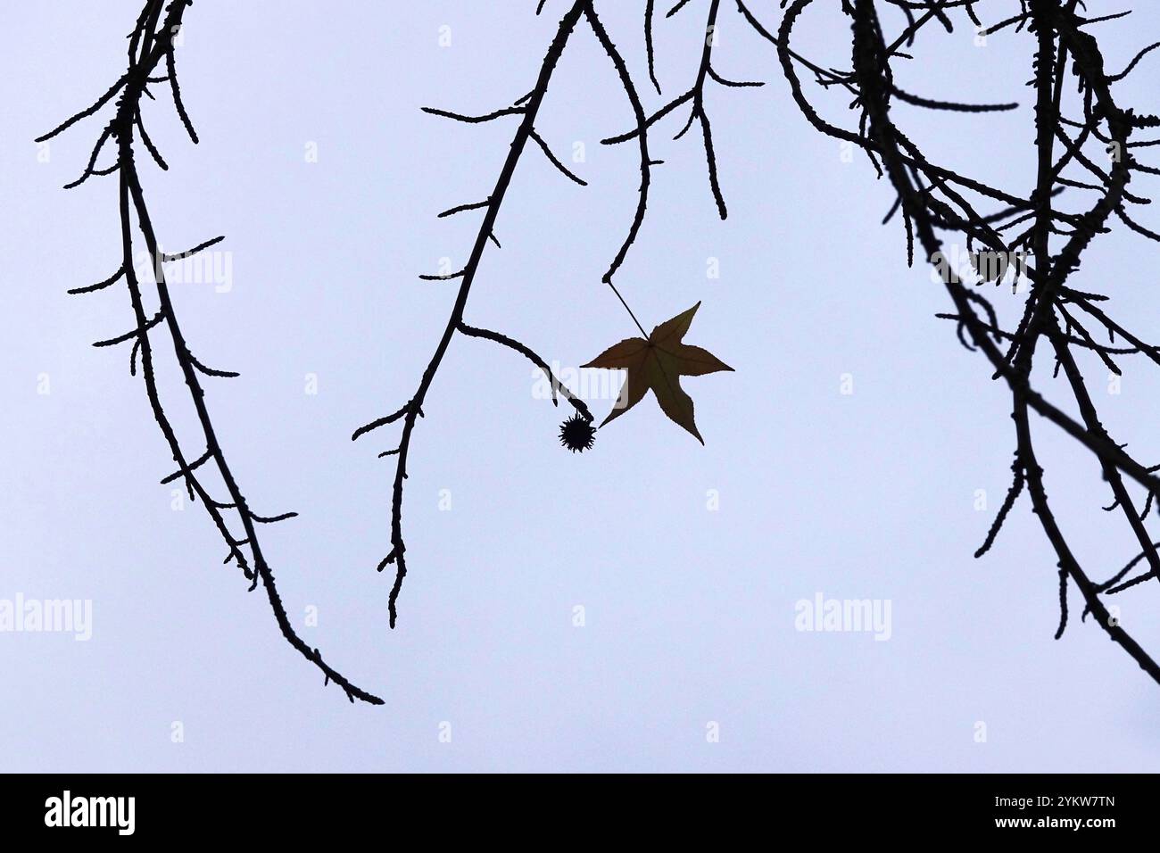 A last leaf on an amber tree, November, Germany, Europe Stock Photo - Alamy